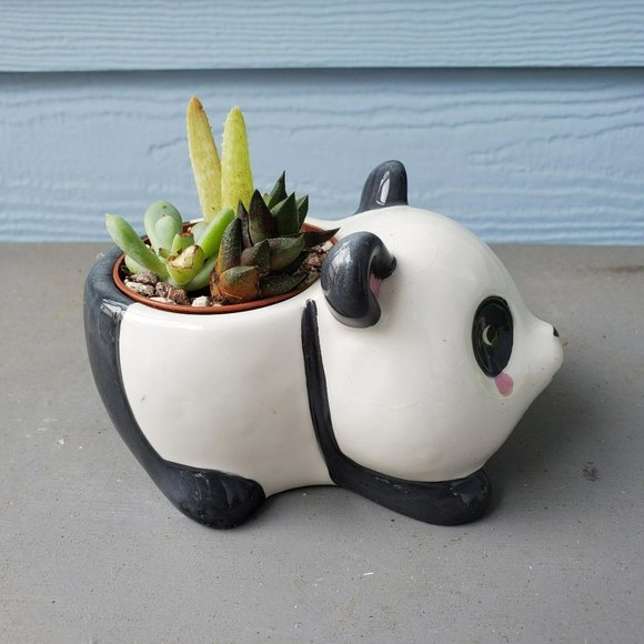 Accents | Ceramic Panda Planter Succulent Planter Animal Plant Pot ...